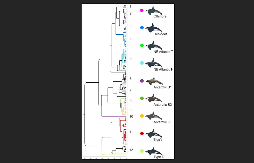 Decision Time Approaches For Two New Orca Species As Other Issues